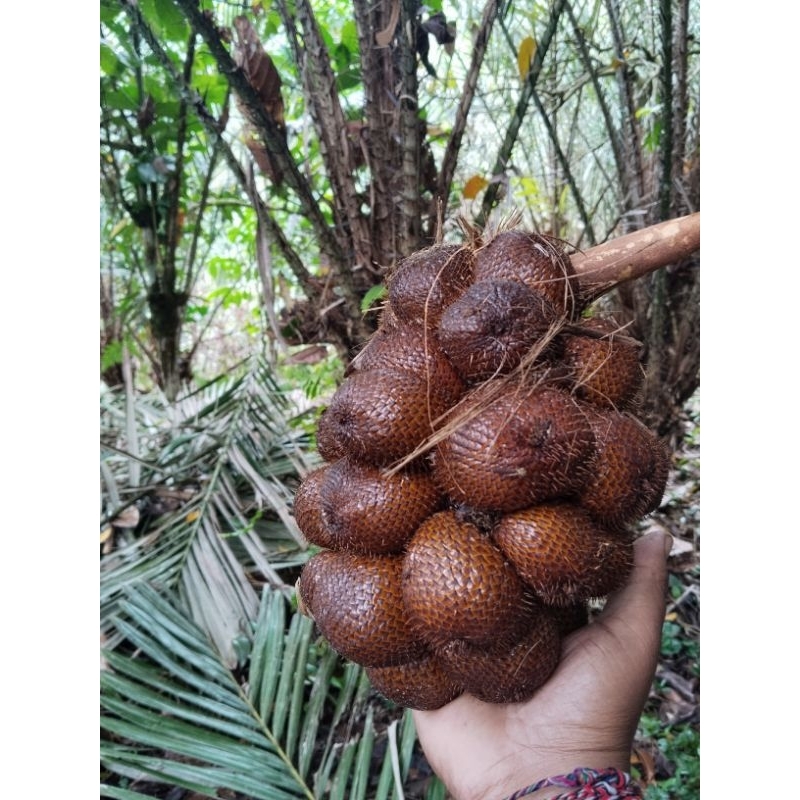 Jual salak gula pasir asli bali | Shopee Indonesia