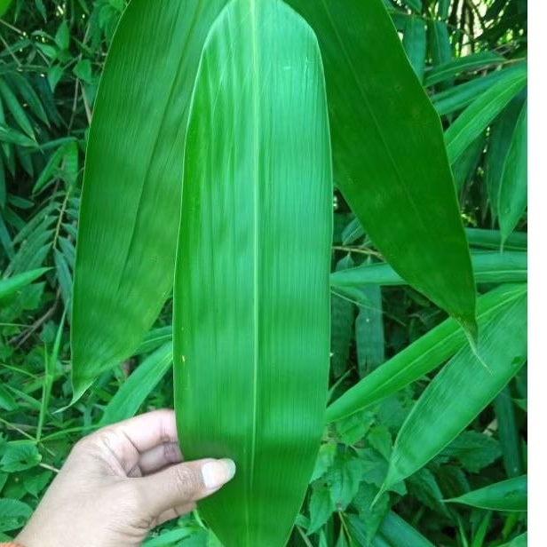 Jual Promo daun bacang daun kicang bakcang buat bungkus/50 lembar /daun ...