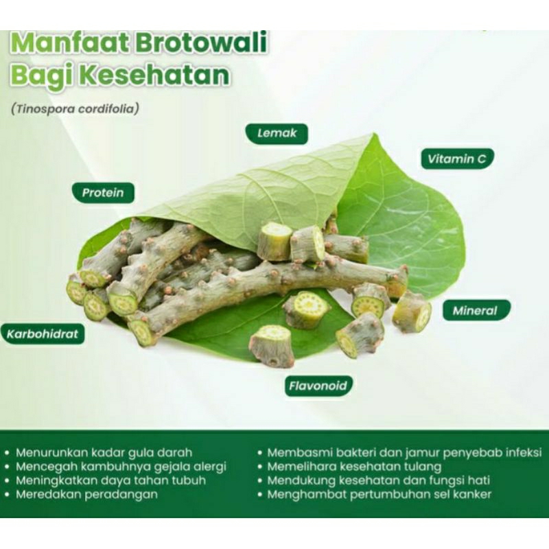 Jual Tanaman Tradisional Brotowali Dengan Berbagai Manfaat dan Sapih ...
