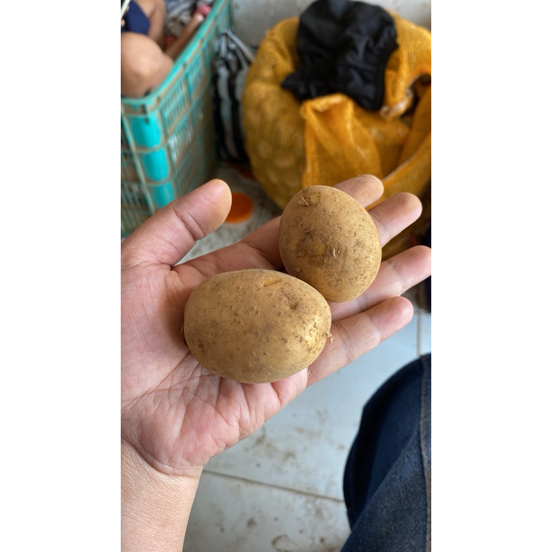 Jual Kentang Dieng 1kg ukuran sedang | Shopee Indonesia