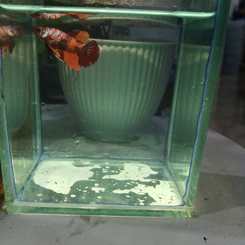 Jual (852) Hiasan Akuarium HMPK Nemo Galaxy / Foto Asli ( Cupang ...