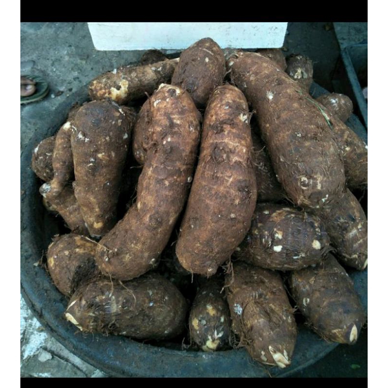 Jual ubi talas dadakan khas bandung asli 1kg | Shopee Indonesia