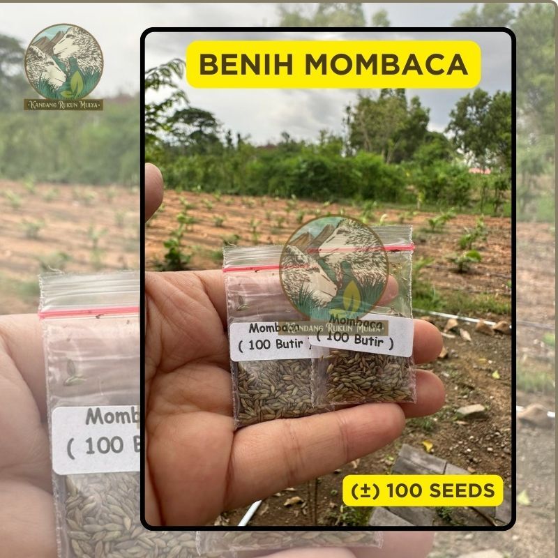 Jual Benih Rumput Mombaca F1 – Pakan Ternak Produktif, Tahan Kering ...