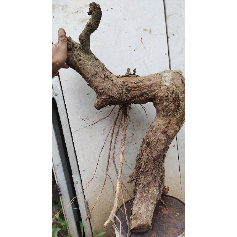 Jual bahan bonsai Sono Keling jumbo realpic sesuai gambar | Shopee ...