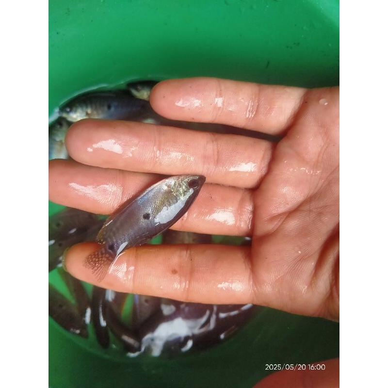 Jual sepat rawa pemakan lumut dan sisa sisa makanan. harga 3ekor = 10rb ...