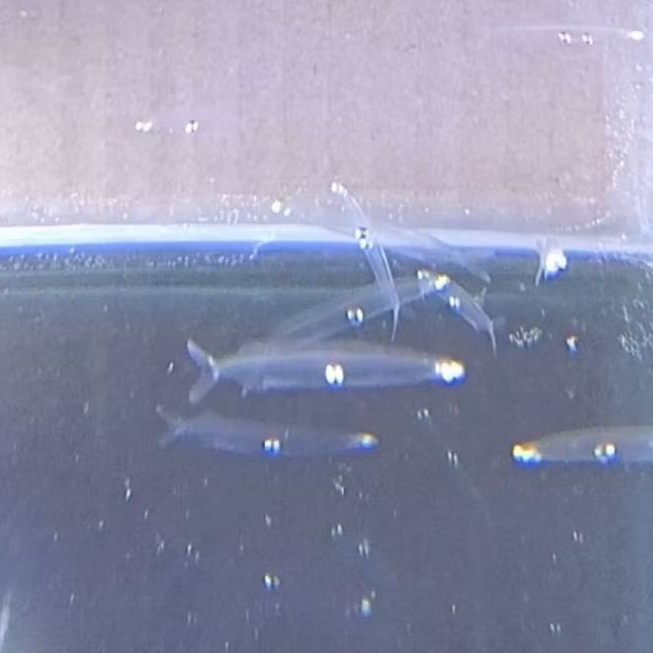 Jual Hiasan aquarium ikan unik transparan aquascape air tawar | Shopee ...