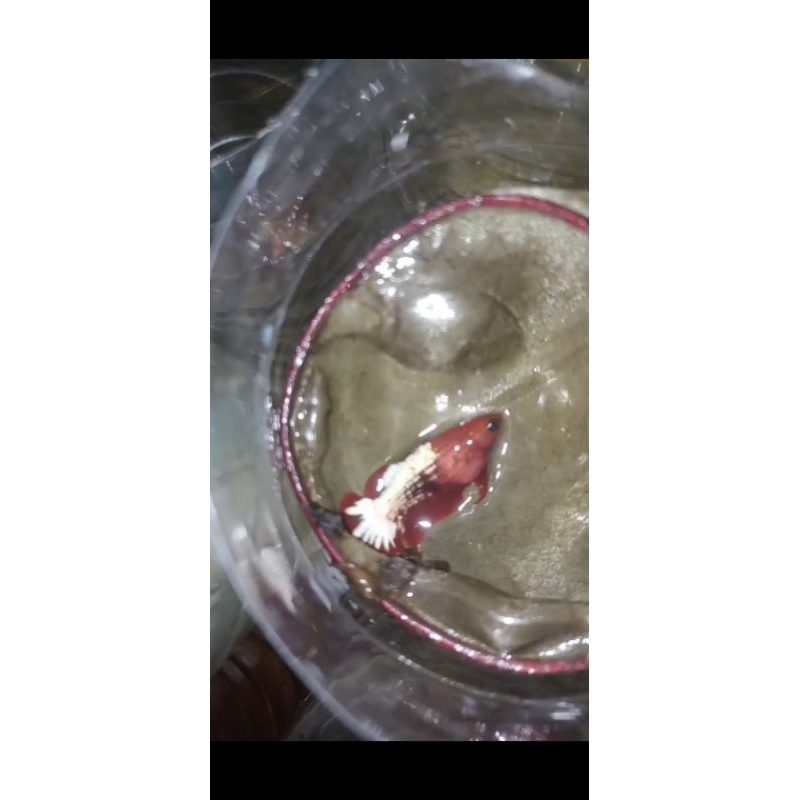 Jual Yellow barong 1 pair dan female FCCP( bakoel betta) | Shopee Indonesia