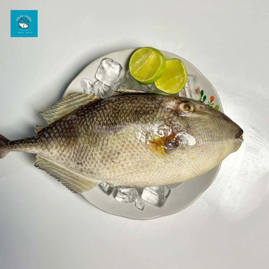 Jual Ikan Ayam Ayaman / Ikan Etong / Ikan Jebong DIJAMIN SEGAR DAN ...