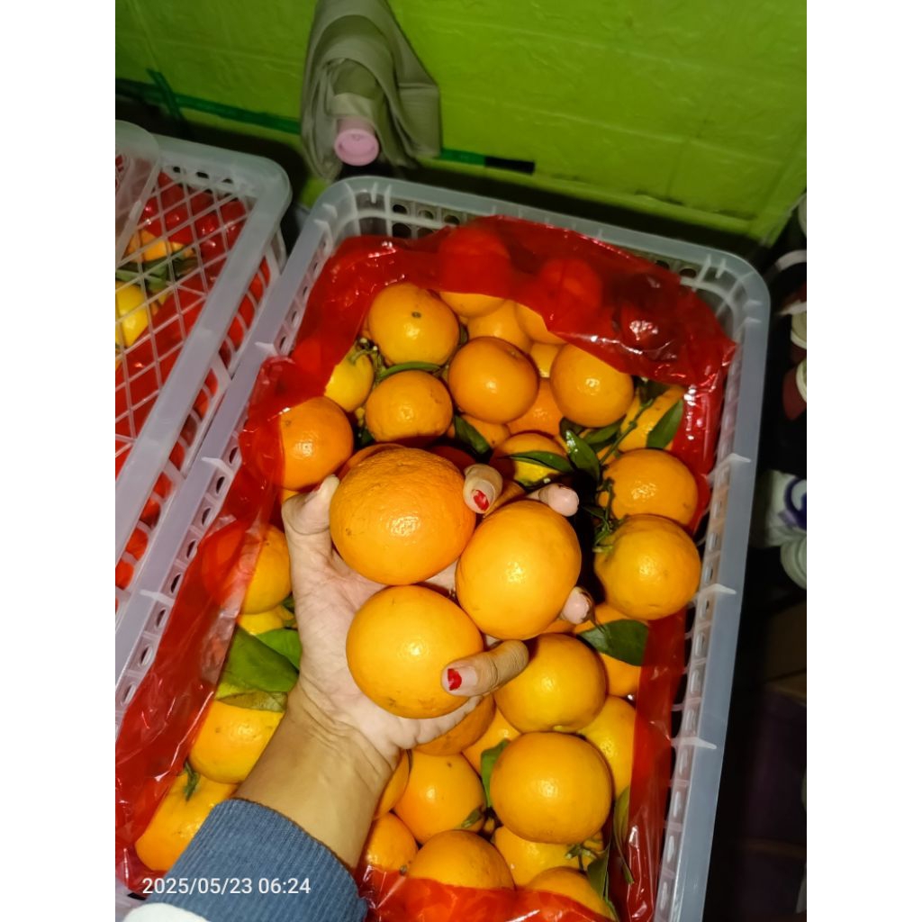 Jual Jeruk Baby Wogan | Shopee Indonesia