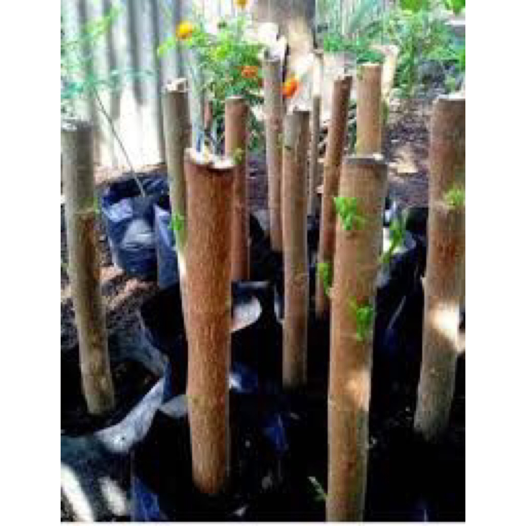 Jual Bibit stek pohon kelor ( paket 5 pohon) | Shopee Indonesia