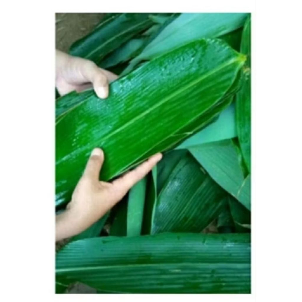 Jual 100 lembar daun bambu bakcang/daun bambu segar/daun bambu jumbo ...