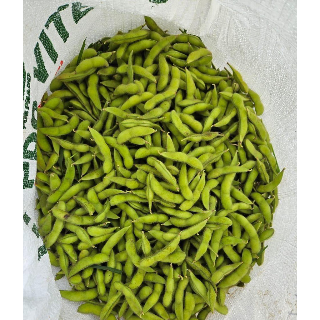 Jual Edamame RM mentah Jumbo READY STOCK Langsung kirim | Shopee Indonesia
