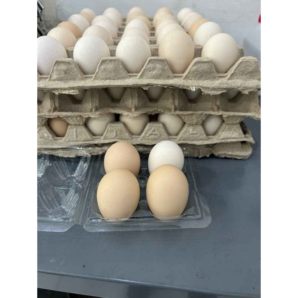 Jual (1 PACK/ ISI 4 TELUR) Telur Kampung Omega Organik isi 4 Telur 100% ...