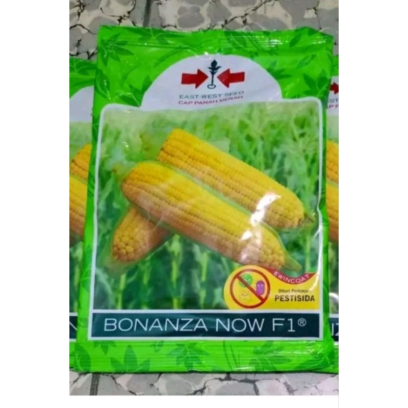 Jual TERBAIK !!! Benih Jagung Manis BONANZA NOW F1, NB SUPER F1, Secada ...