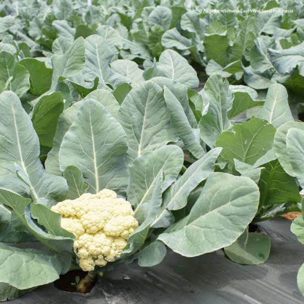 Jual 5 Bibit Benih Biji Bunga Kol F1 Hibrida Aneka Macam Benih Sayur ...