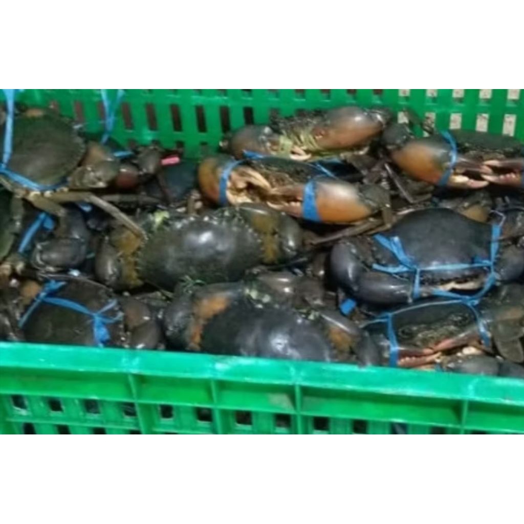 Jual kepiting hidup/ kepiting bakau hidup/ kepiting pasar flamboyan 1kg ...