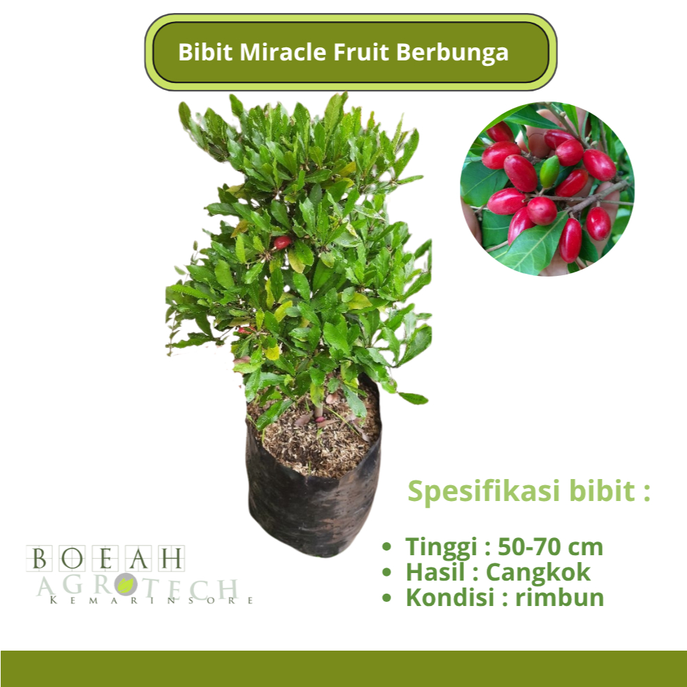 Jual Tanaman Miracle Fruit/Buah Ajaib Kondisi Berbunga dan Rimbun ...