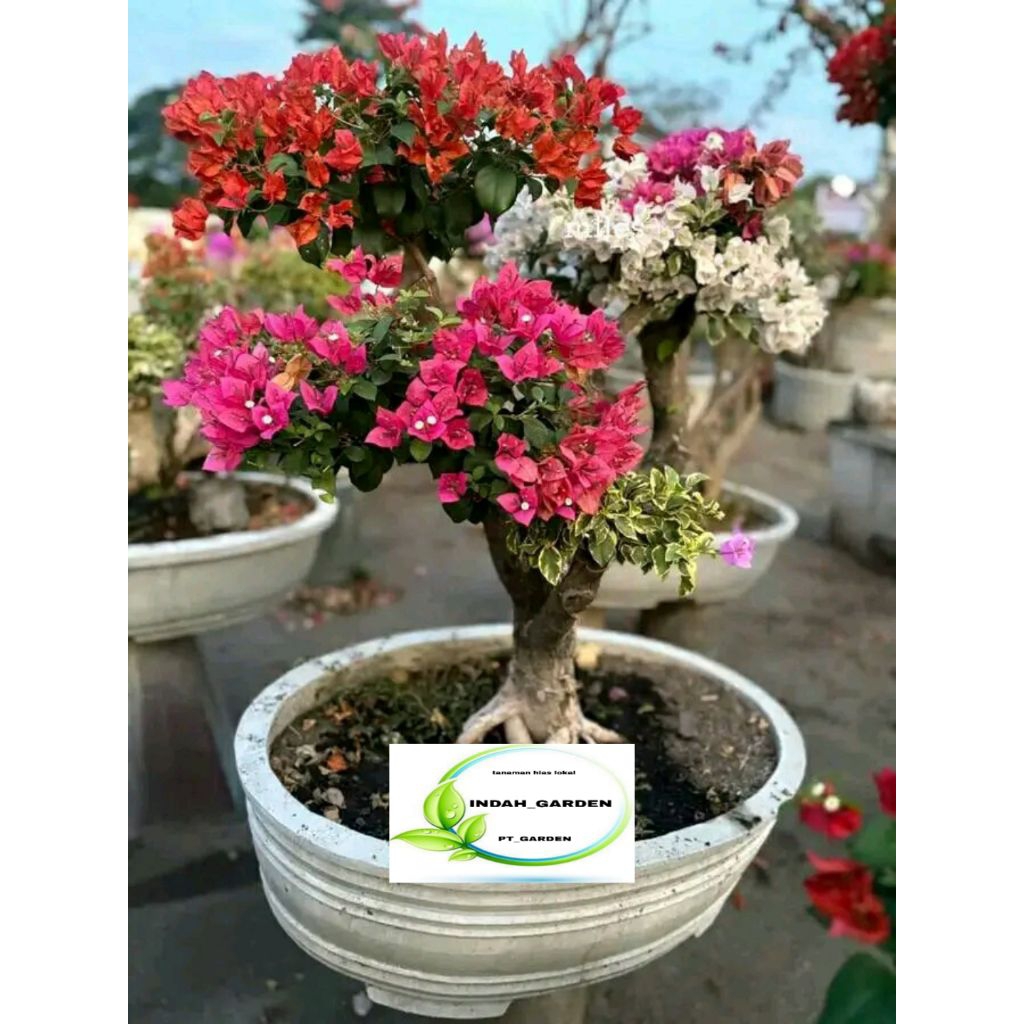 Jual PROMO!! BUGENVIL BUNGA TUMPUK 3 WARNA BONSAI | Shopee Indonesia