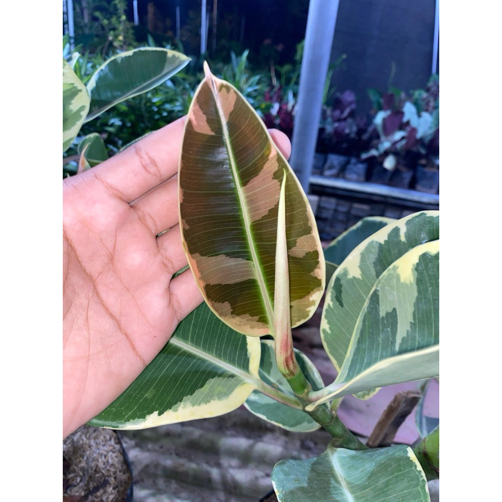 Jual Blantik Kembang - Tanaman Hias outdoor Ficus Karet Kebo Varigata ...