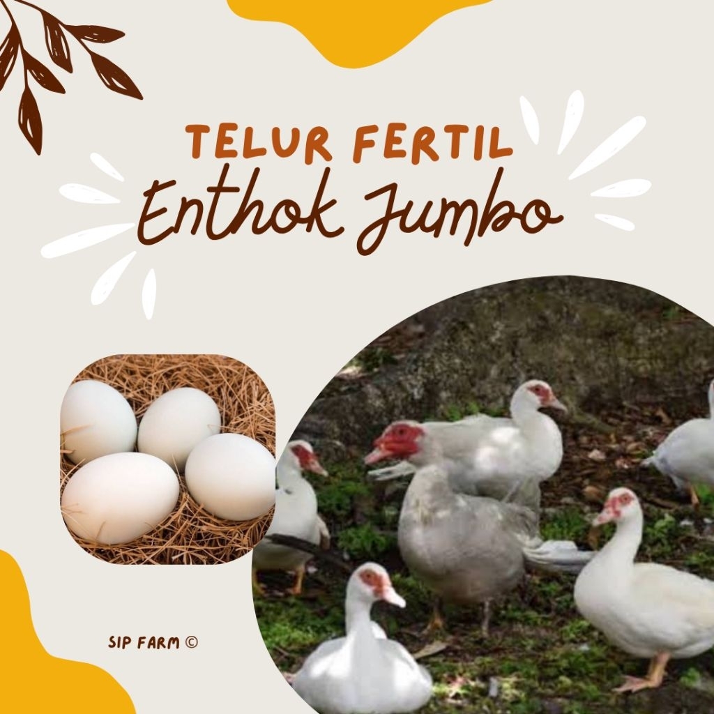 Jual Telur Fertil Entok Jumbo Putih Asli Fertil | Shopee Indonesia
