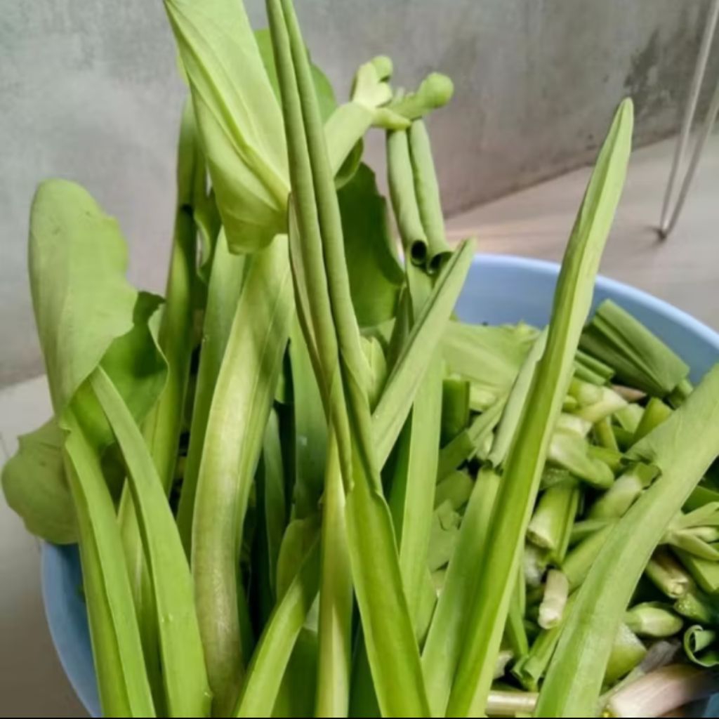 Jual Daun genjer atau gendot - sayuran segar 1 kg | Shopee Indonesia