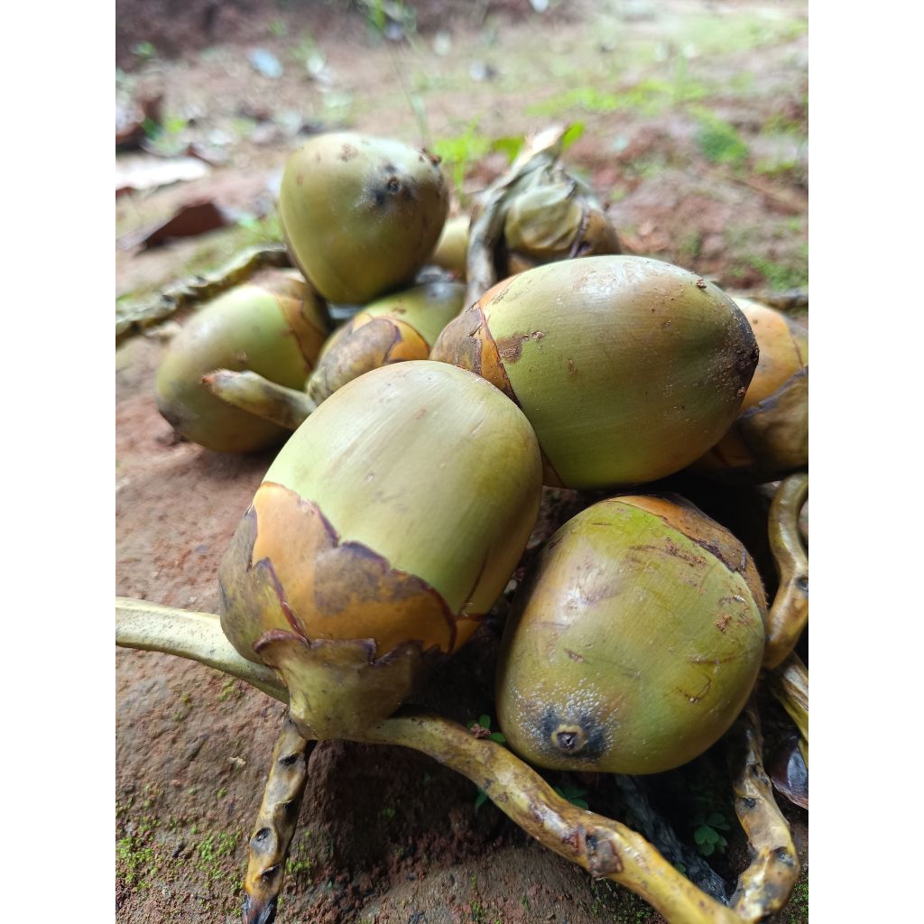 Jual buah beluluk/tembuluk/pentil kelapa/obat diabetes (isi 5 buah ...