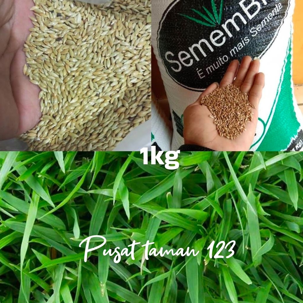 Jual peromo!! benih rumput pakan ternak 1kg - signal grass/Brachiaria ...
