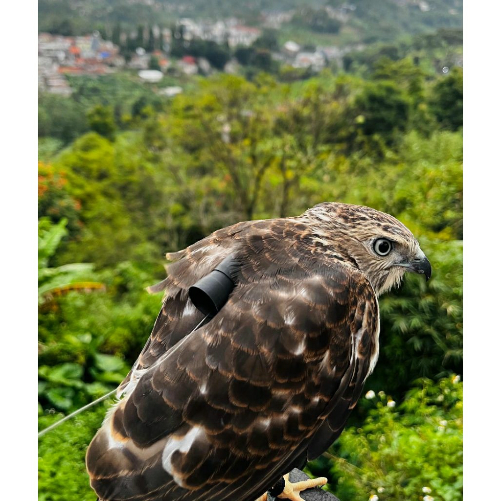 Jual micro falconry electronic bell ebell e-bell alat pelacak burung elang alap-alap | Shopee ...