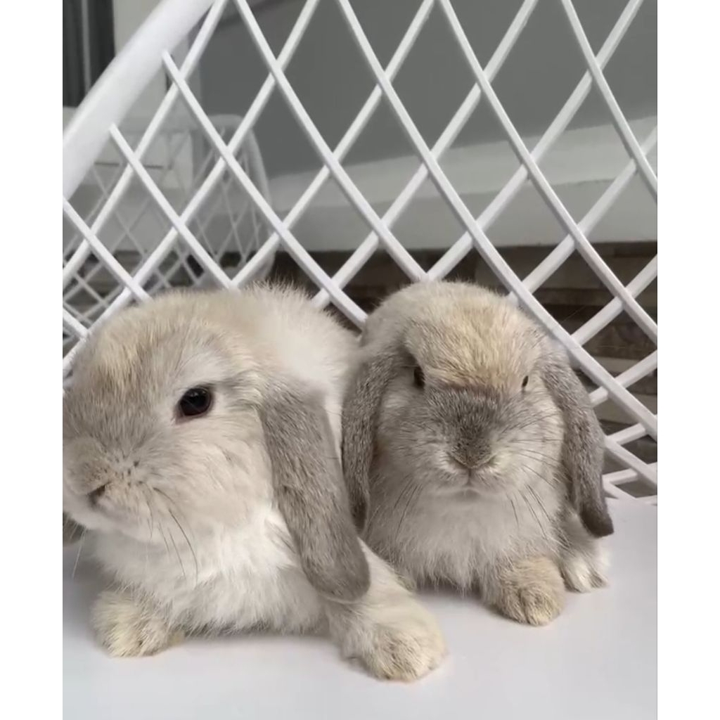 Jual Kelinci holland loop sepasang | Shopee Indonesia