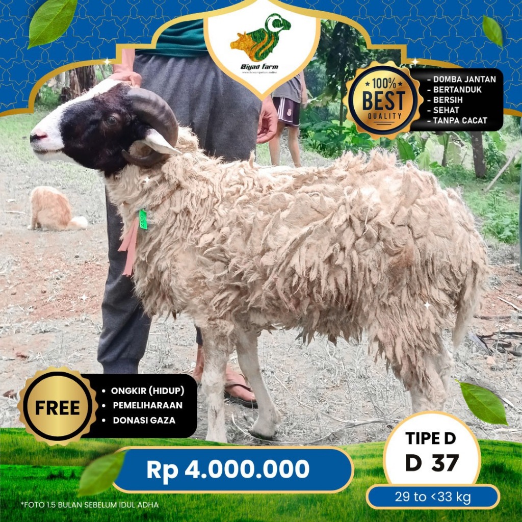 Jual Domba Qurban Tipe D 37, berat 29 sd 33 Kg | Shopee Indonesia