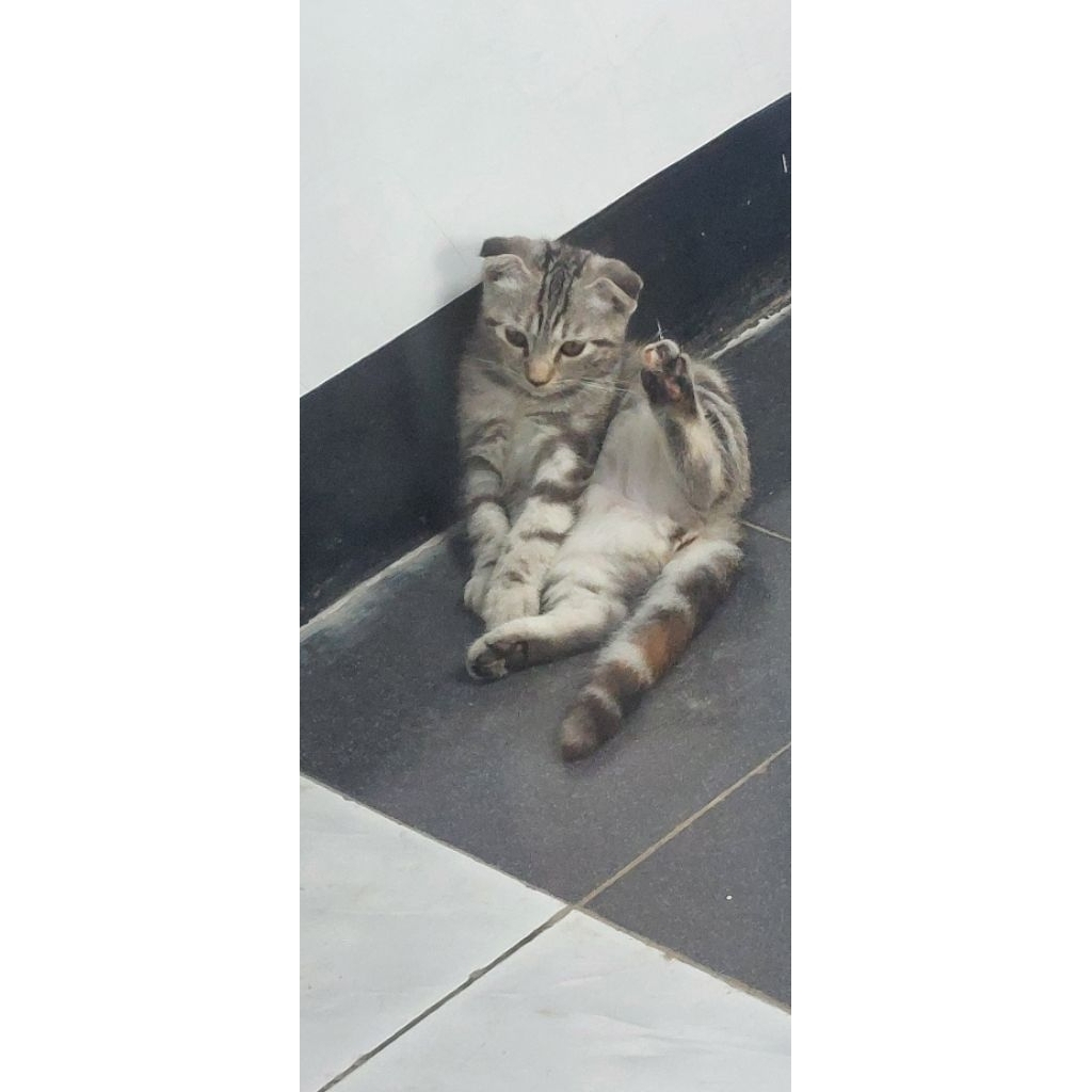 Jual Kucing Scottish fold betina (munchkin ns) | Shopee Indonesia