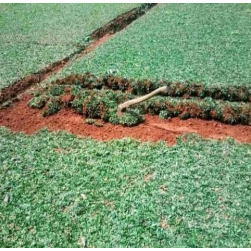 Jual tanaman rumput gajah mini harga per 1 meter | Shopee Indonesia