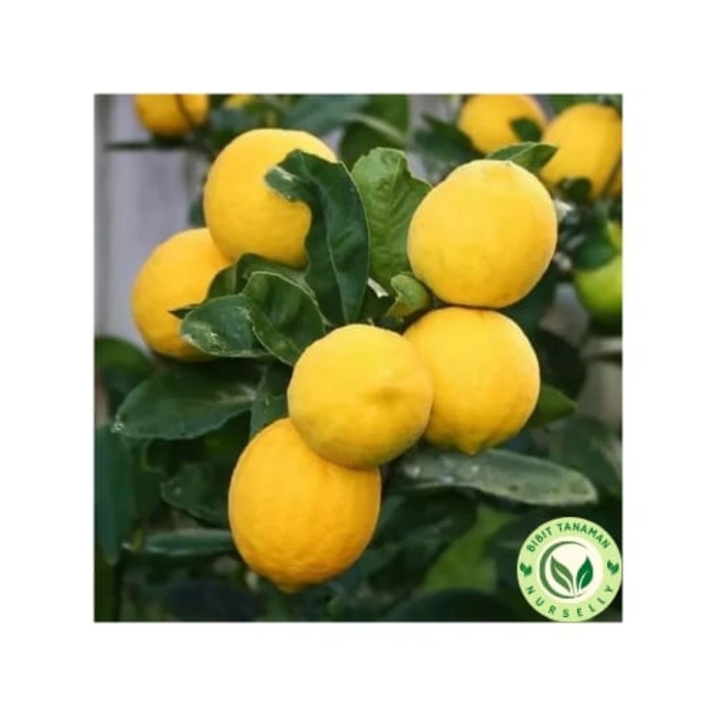 Jual Bibit Pohon Jeruk Lemon California / Jenis Jeruk Favorit Di ...