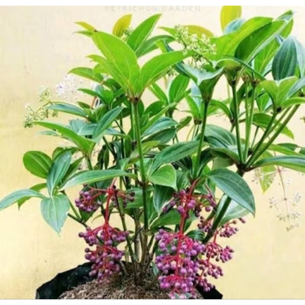 Jual setek tanaman parijoto - Pohon buah parijoto (obat herbal ...
