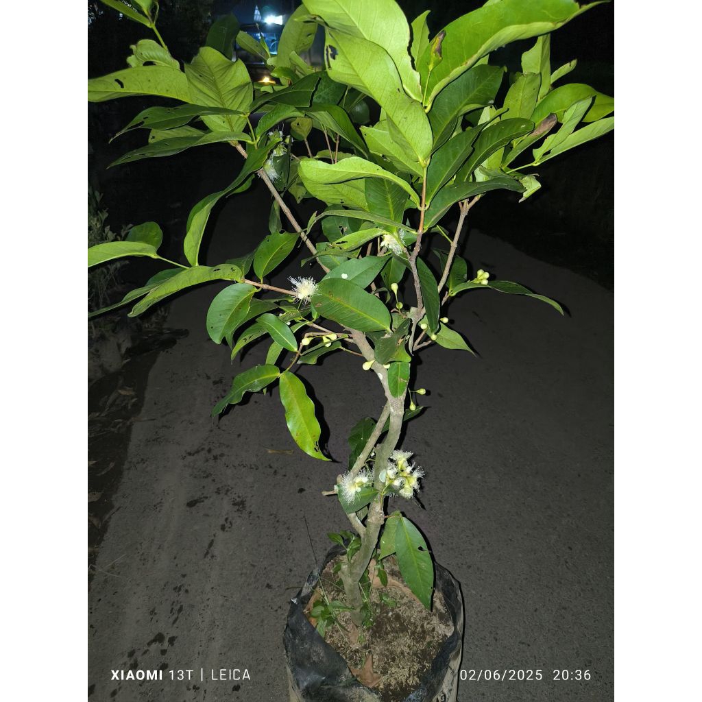 Jual bibit jambu madu deli berbunga rimbun | Shopee Indonesia