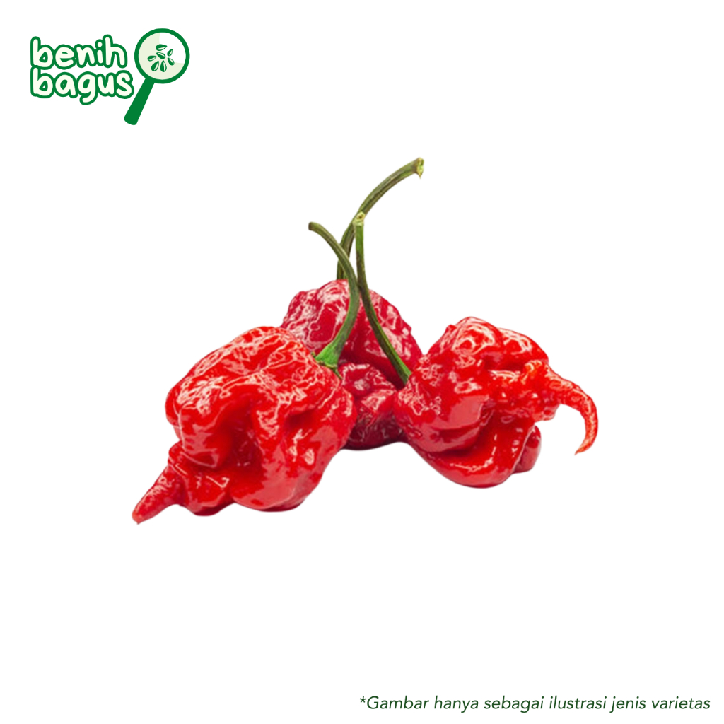 Jual Benih Cabe RED CAROLINA REAPER, jenis cabe terpedas di dunia ...