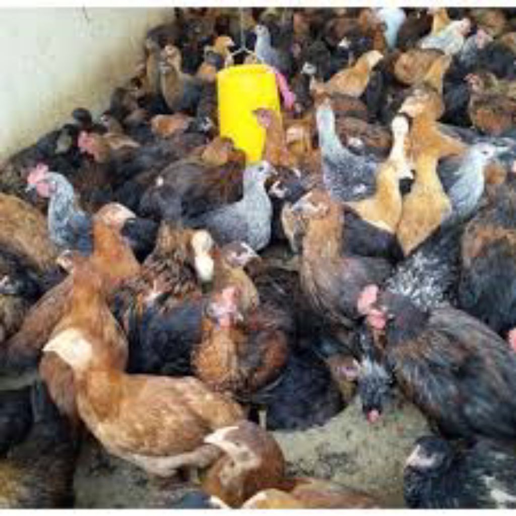 Jual Ayam kampung hidup 1kg-+/ ayam kampung hidup 1kg-+ | Shopee Indonesia