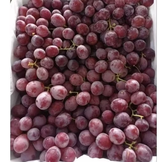 Jual Red Globe Aust / Anggur Australia/ 500gr - 1kg | Shopee Indonesia