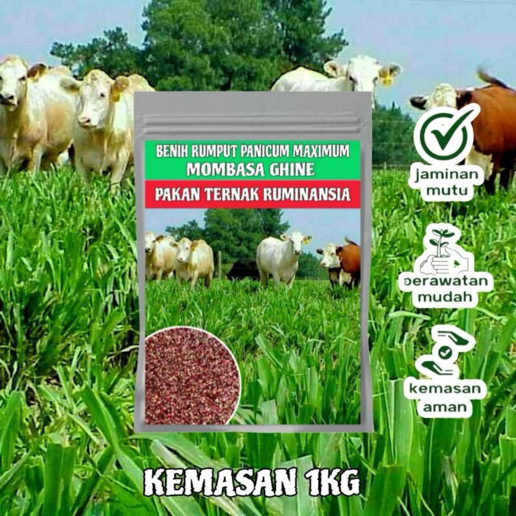 Jual Promo!!! 1kg benih rumput super mombaca fanicum maximum - benih ...