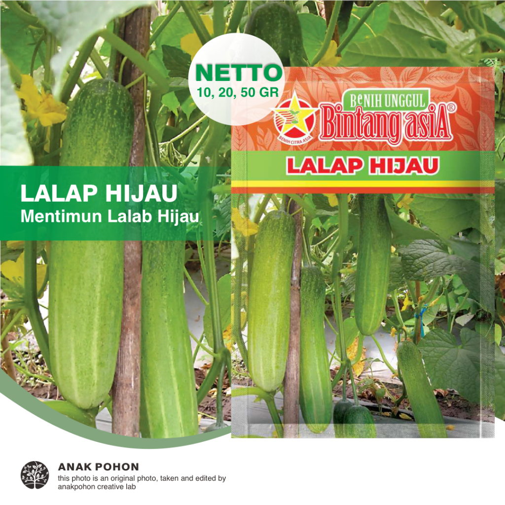 Jual (1 PACK) Benih Mentimun LALAP HIJAU Timun Lalab Hijau Terang ...