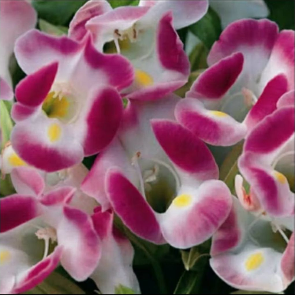 Jual Kembang Desa - Bibit Tanaman Bunga Torenia / Mata Kucing Pink ...