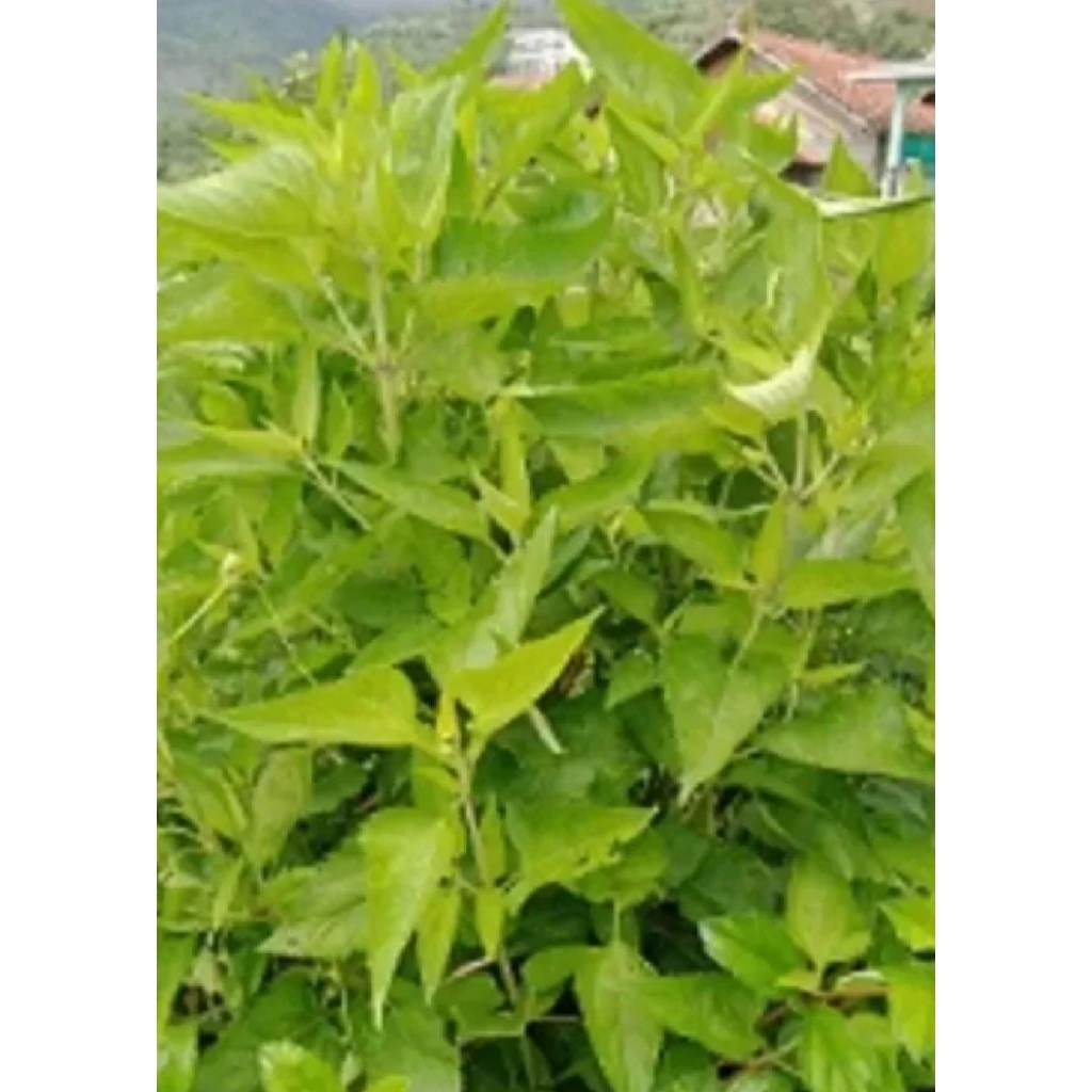 Jual Daun kirinyuh daun Kaposandsa segar dan press baru di petik obat ...