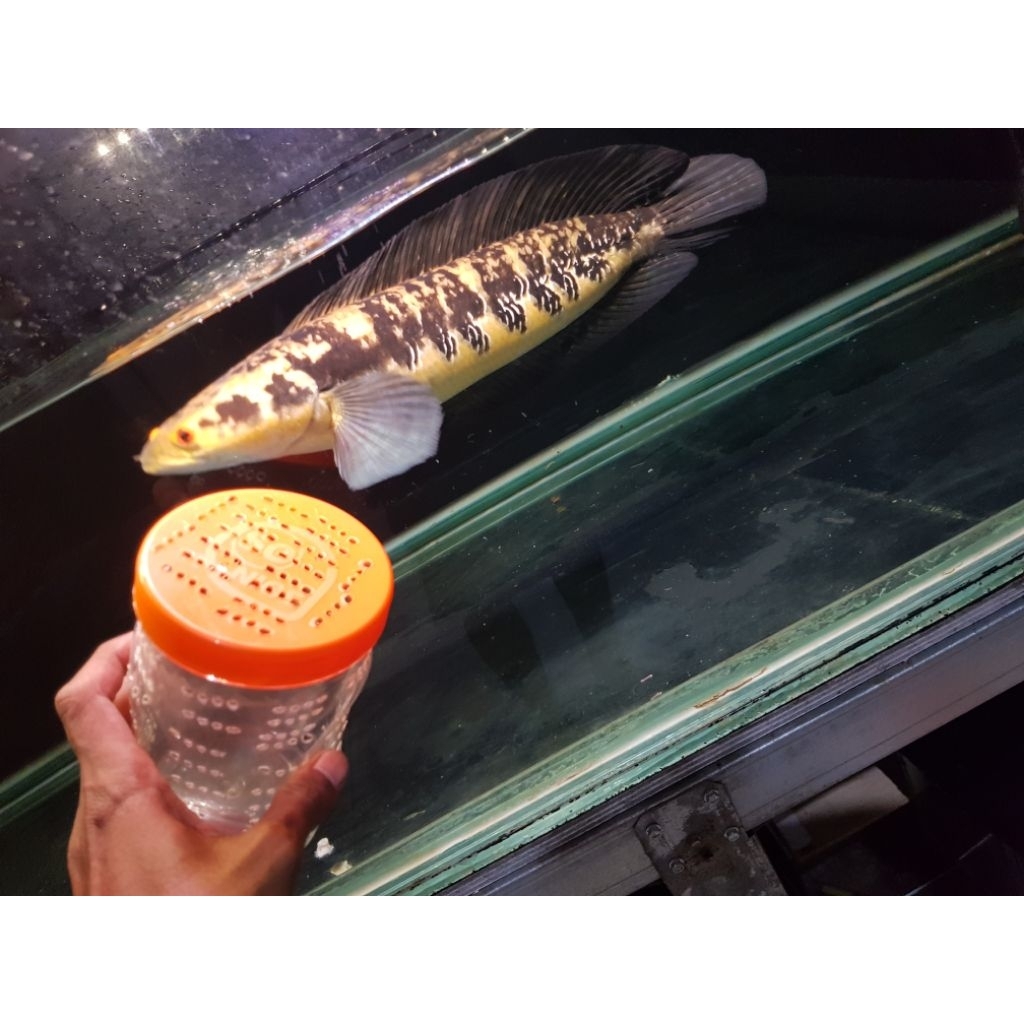 Jual mainan Katak Sawah / kodok / bancet / percil isi 50 ekor Pakan ...