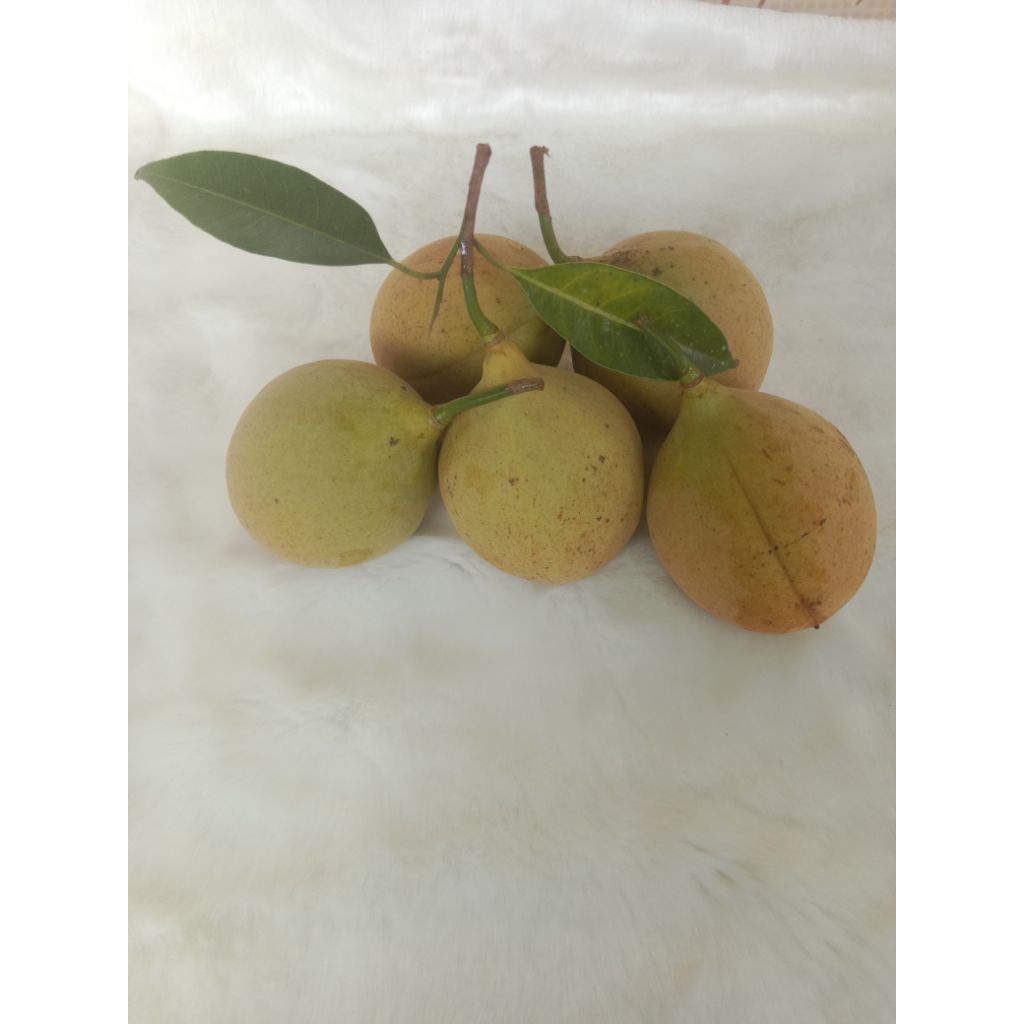 Jual buah pala segar/buah pala muda utuh fres 1kg | Shopee Indonesia