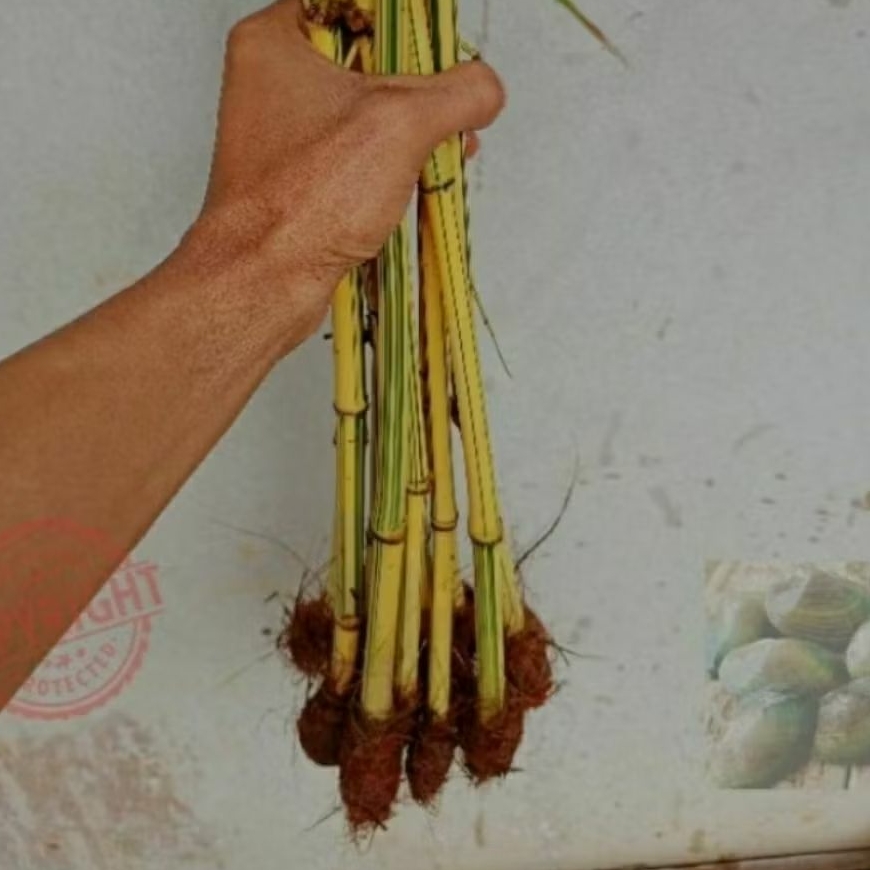Jual POTONGAN BAMBU KUNING BERAKAR TINGGI 40CM | Shopee Indonesia