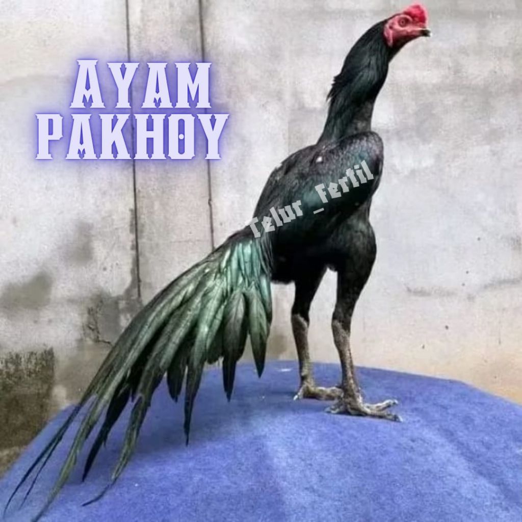 Jual telur ayam pakhoy ori full brakot brutal thailand asli petarung ...