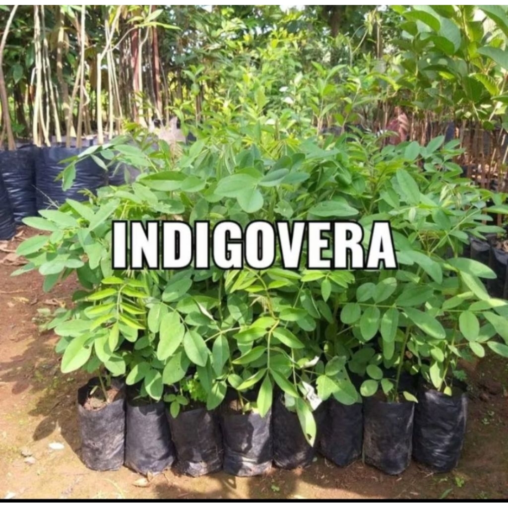 Jual BIBIT INDIGOFERA (PAKAN TERNAK)beli 5 gratis 1 | Shopee Indonesia
