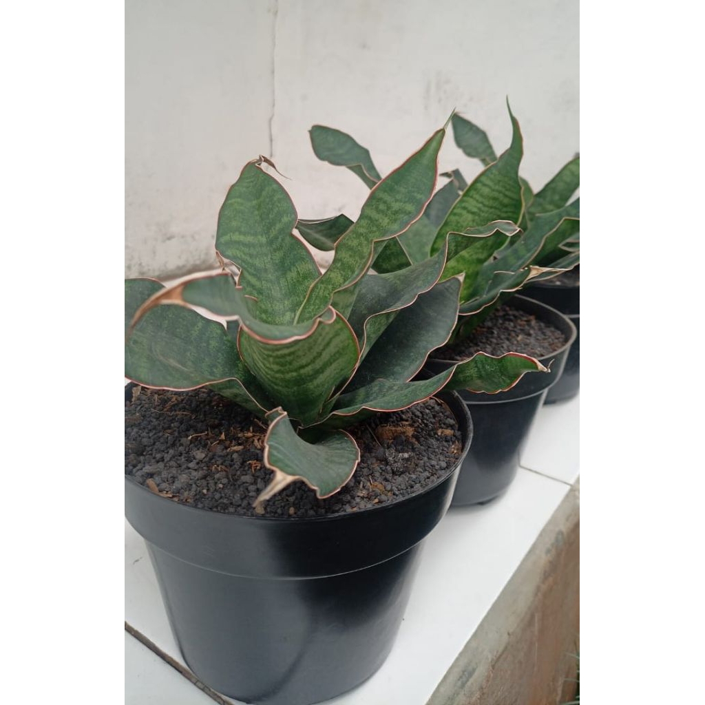 Jual Sansevieria Black Rose Roset Non Var | Shopee Indonesia