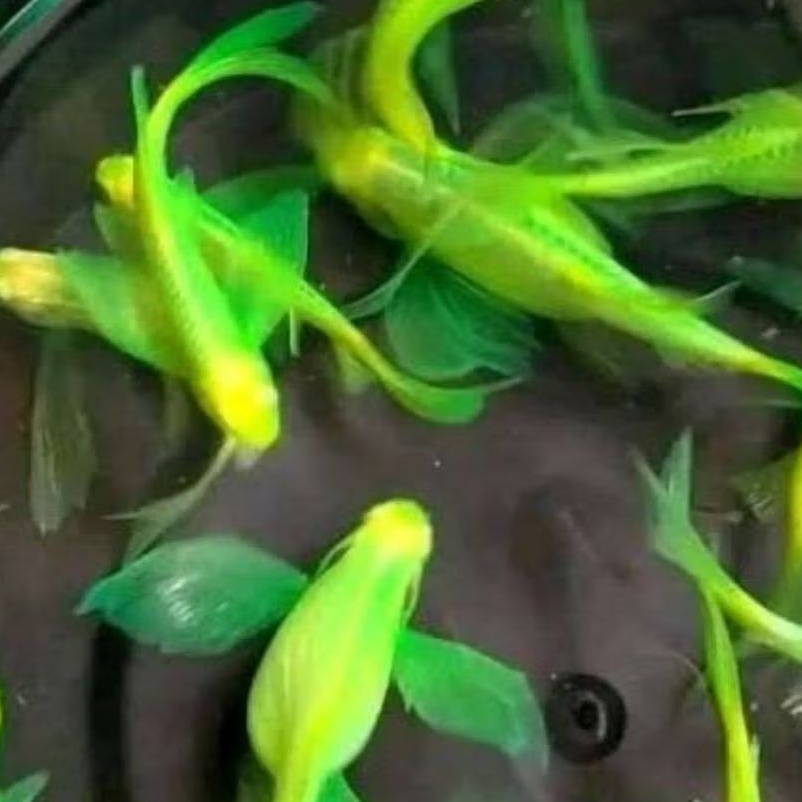 Jual dekorasi aquarium 5 pcs danio slayer | Shopee Indonesia