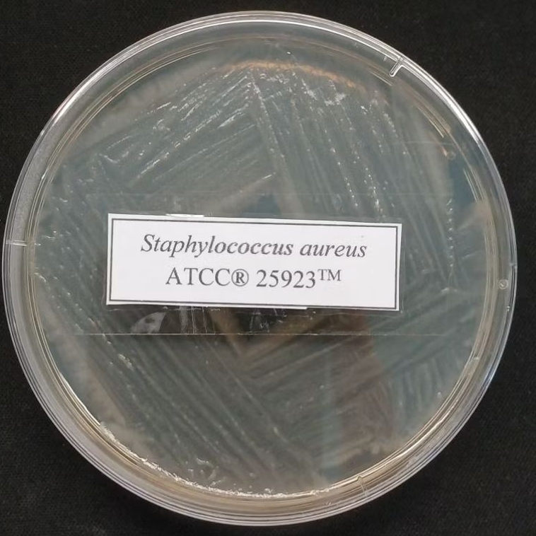 Jual Kultur bakteri Staphylococcus aureus ATCC® 25923 siap pakai ...